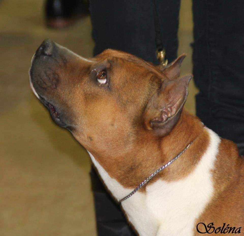 Chien - Jchmulti ch nidle on fire du temple de Gaïa - Elevage du temple ...