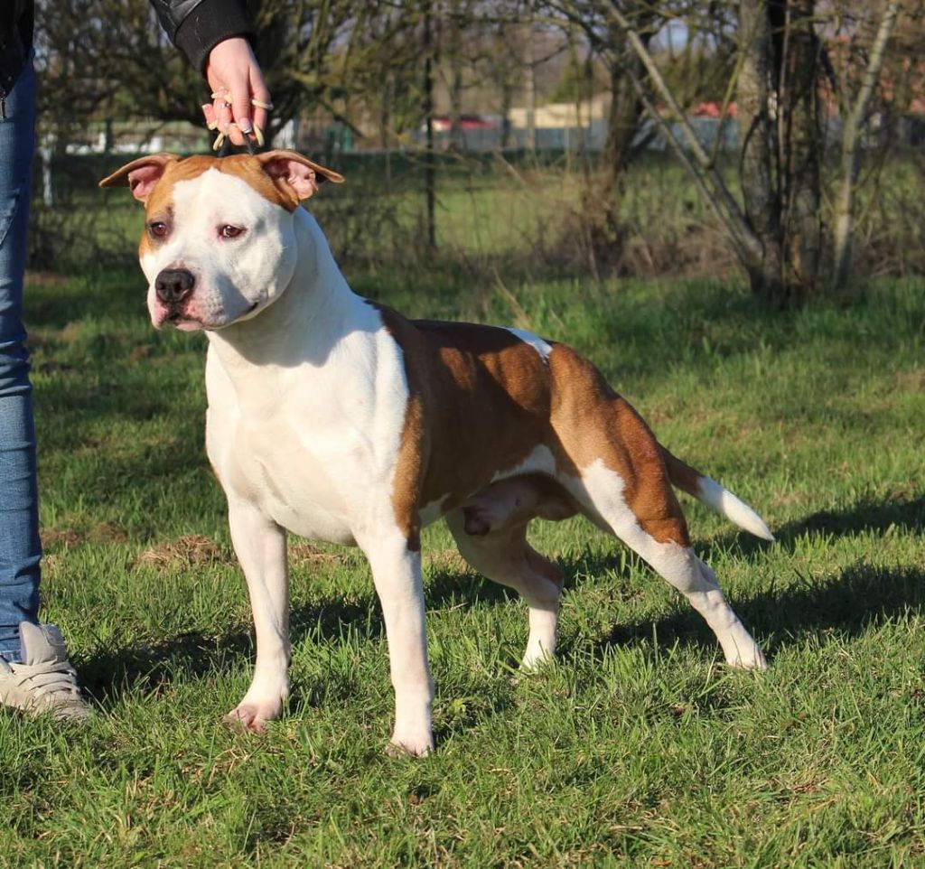 Chien - Jchmulti ch nidle on fire du temple de Gaïa - Elevage du temple ...